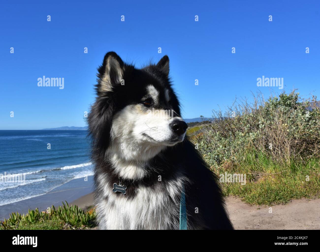 Crossbreed of siberian husky hi-res stock photography and images - Alamy