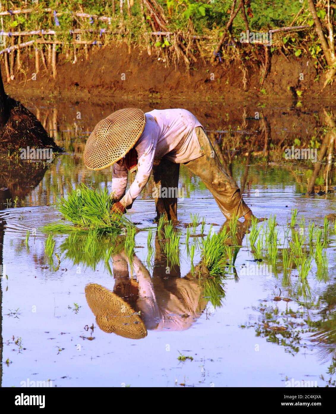 a person working on his paddy field Stock Photo - Alamy