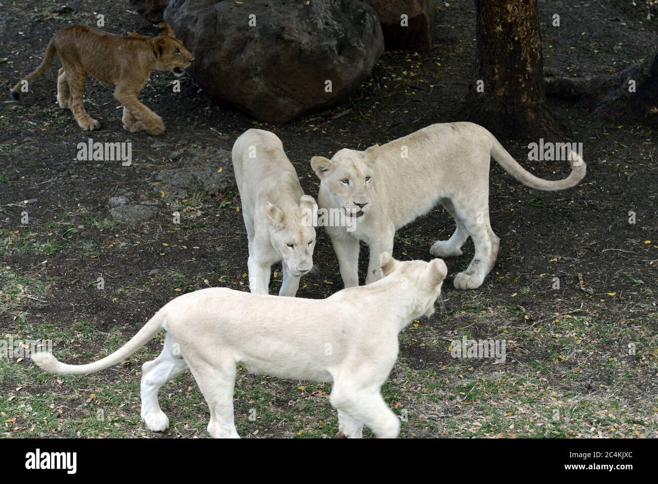 Casela park mauritius hi-res stock photography and images - Alamy