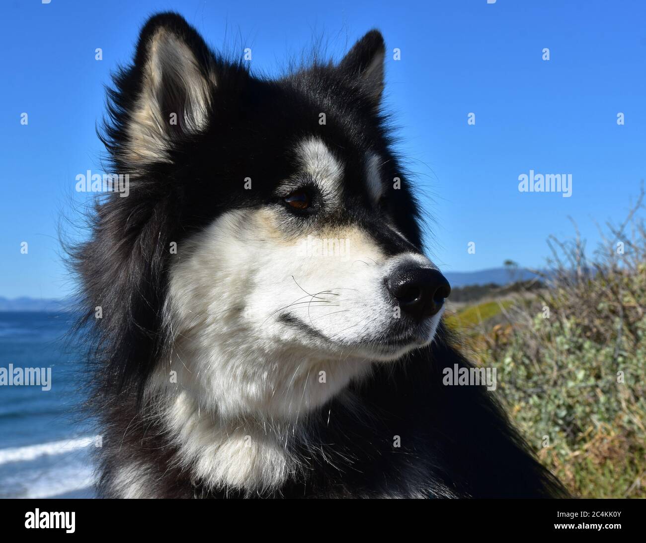 Alusky dog with striking markings on the face Stock Photo - Alamy