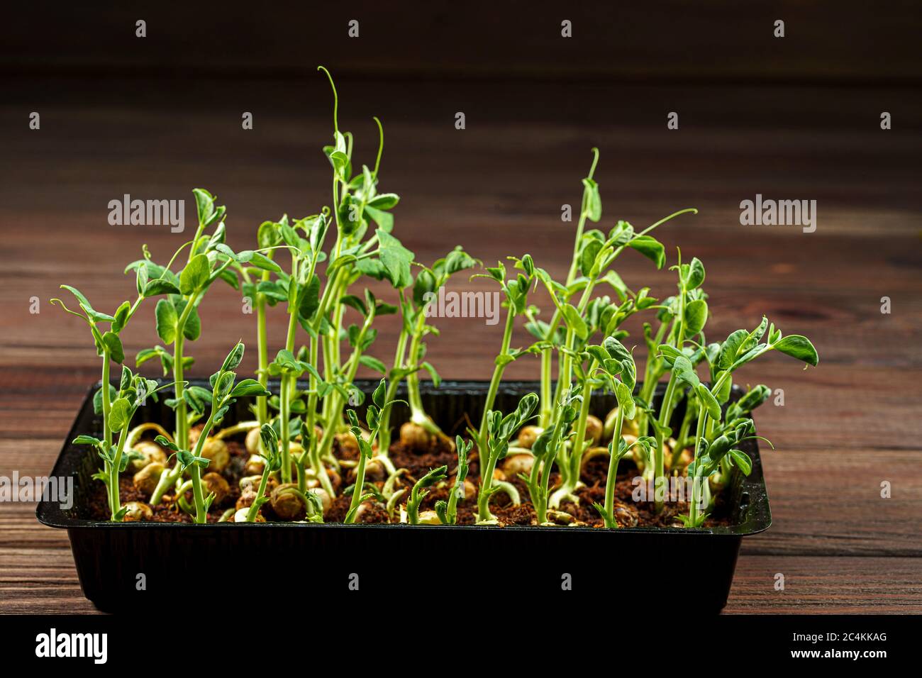 Microgreen pea sprouts on old wooden table. Vintage style. Vegan and ...