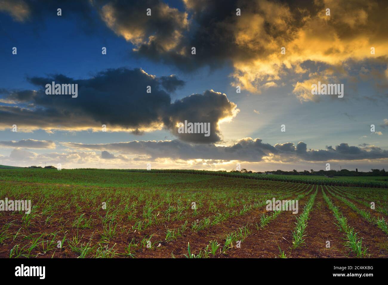 Mauritius sugar cane harvesting hi-res stock photography and images - Alamy