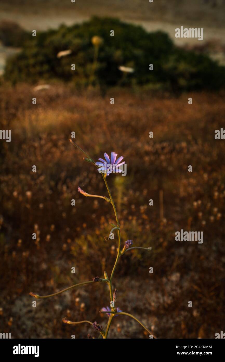 A purple wildflower in a field in Milos, Greece Stock Photo - Alamy