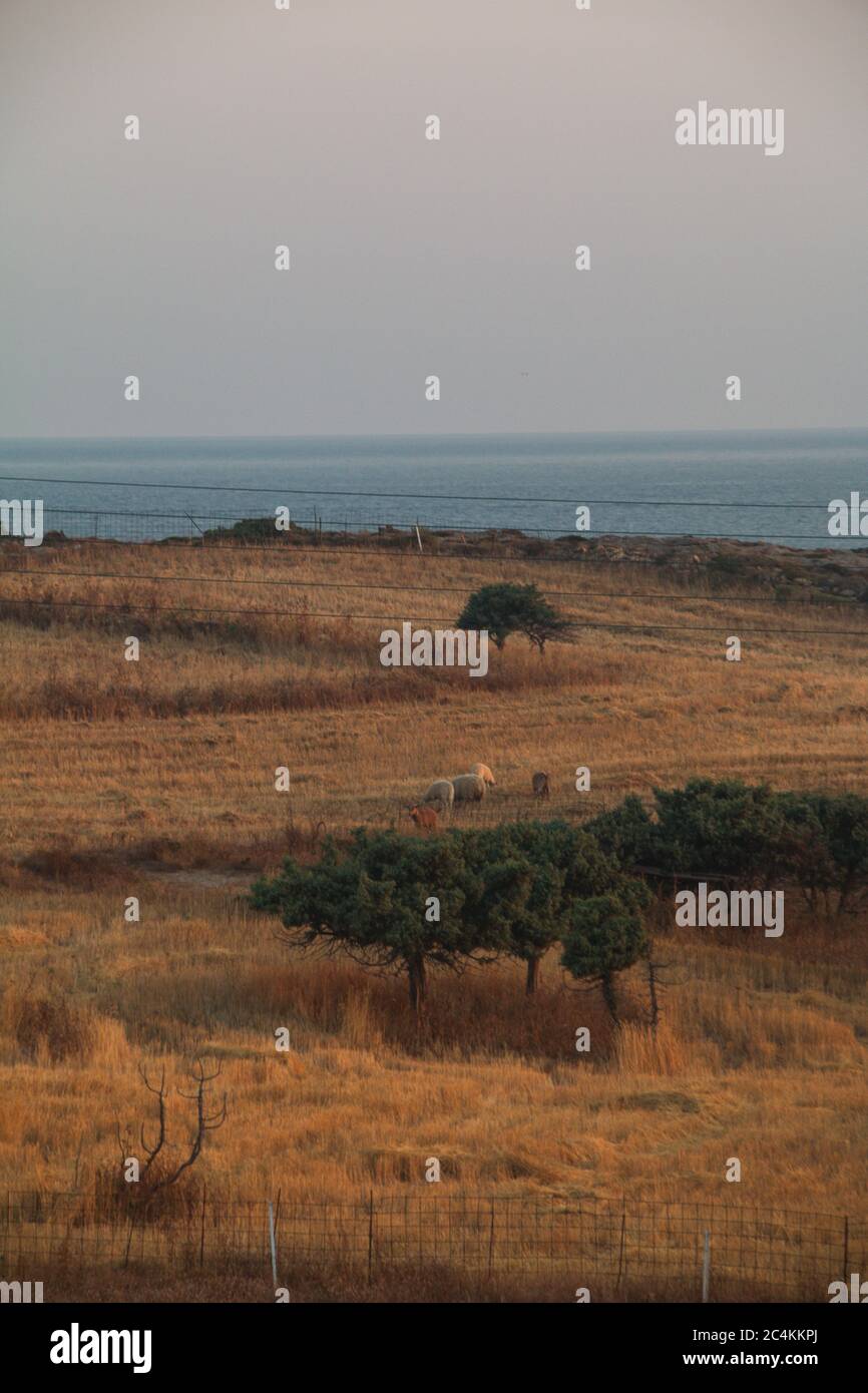 A vast field in the rural area of Milos, Greece during sunset Stock ...