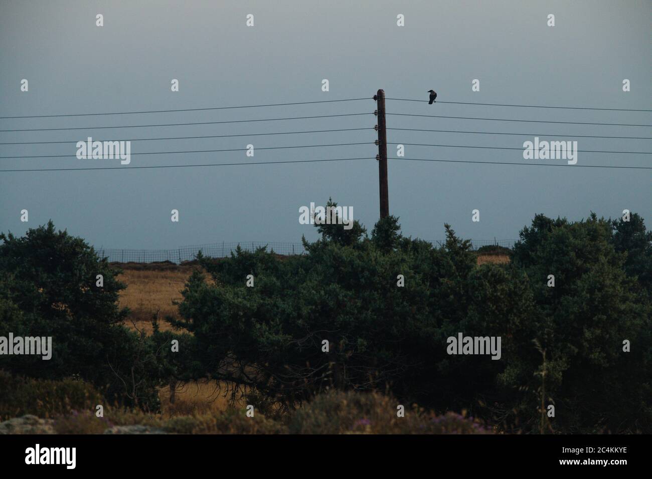 A crow perched on an electrical line during sunset in Milos, Greece ...