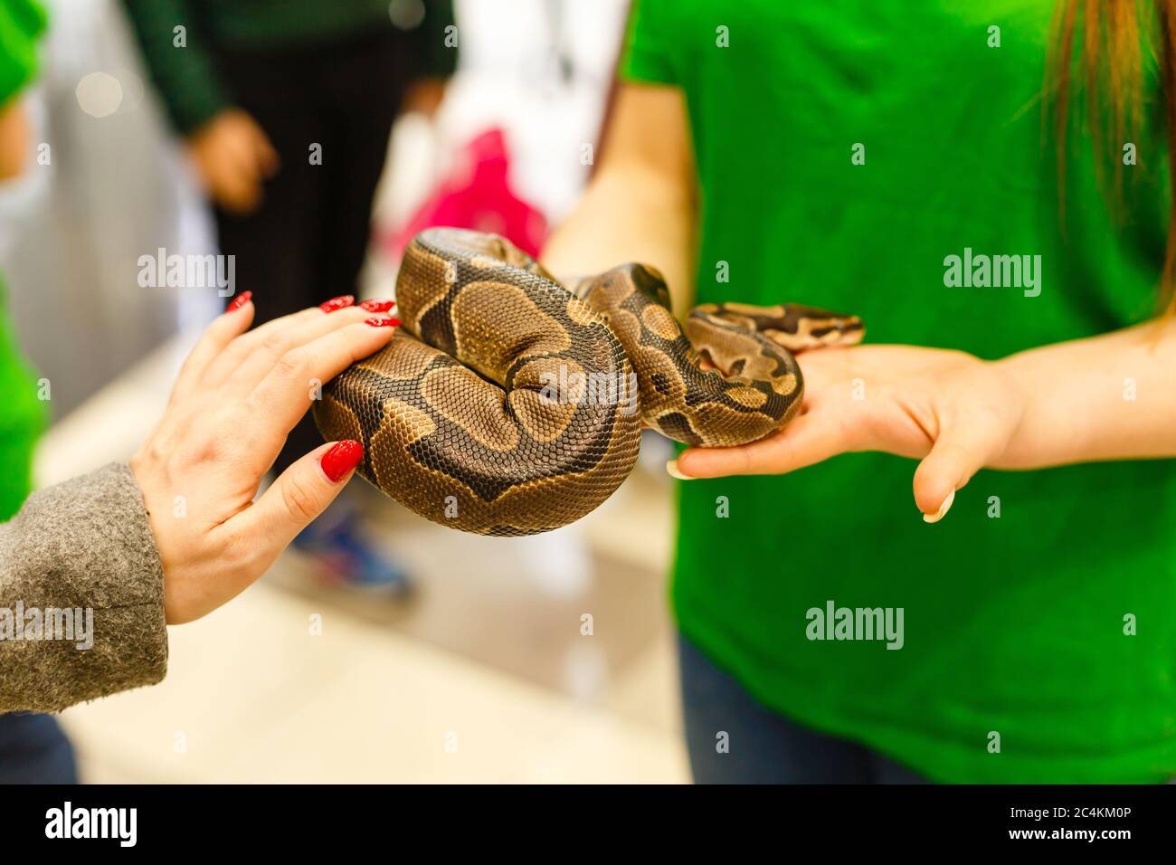 Boa snake head in the hand of a woman Stock Photo - Alamy
