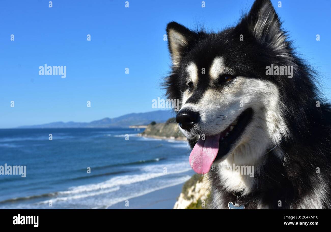 Can Huskies Live In Hot Climates