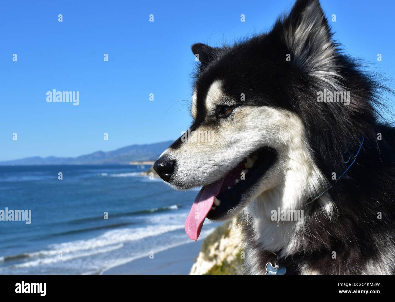 Stunning sled dog looking from a bluff at the beach Stock Photo - Alamy