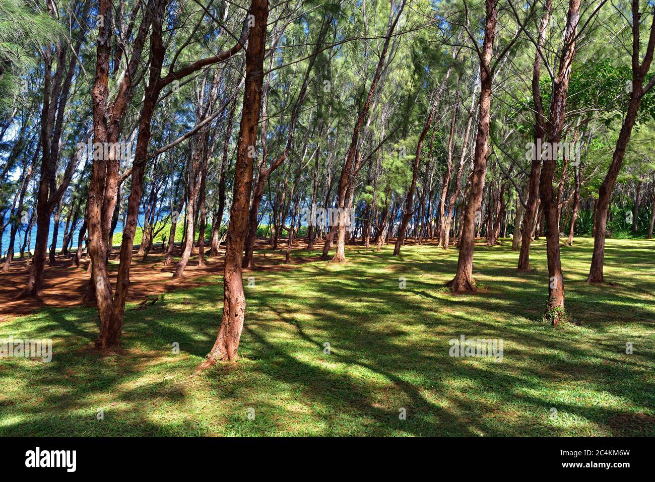 Tropical forest at the south shore of Mauritius island Stock Photo - Alamy