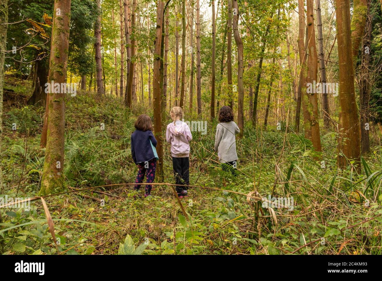 Girls in the woods forest Stock Photo - Alamy