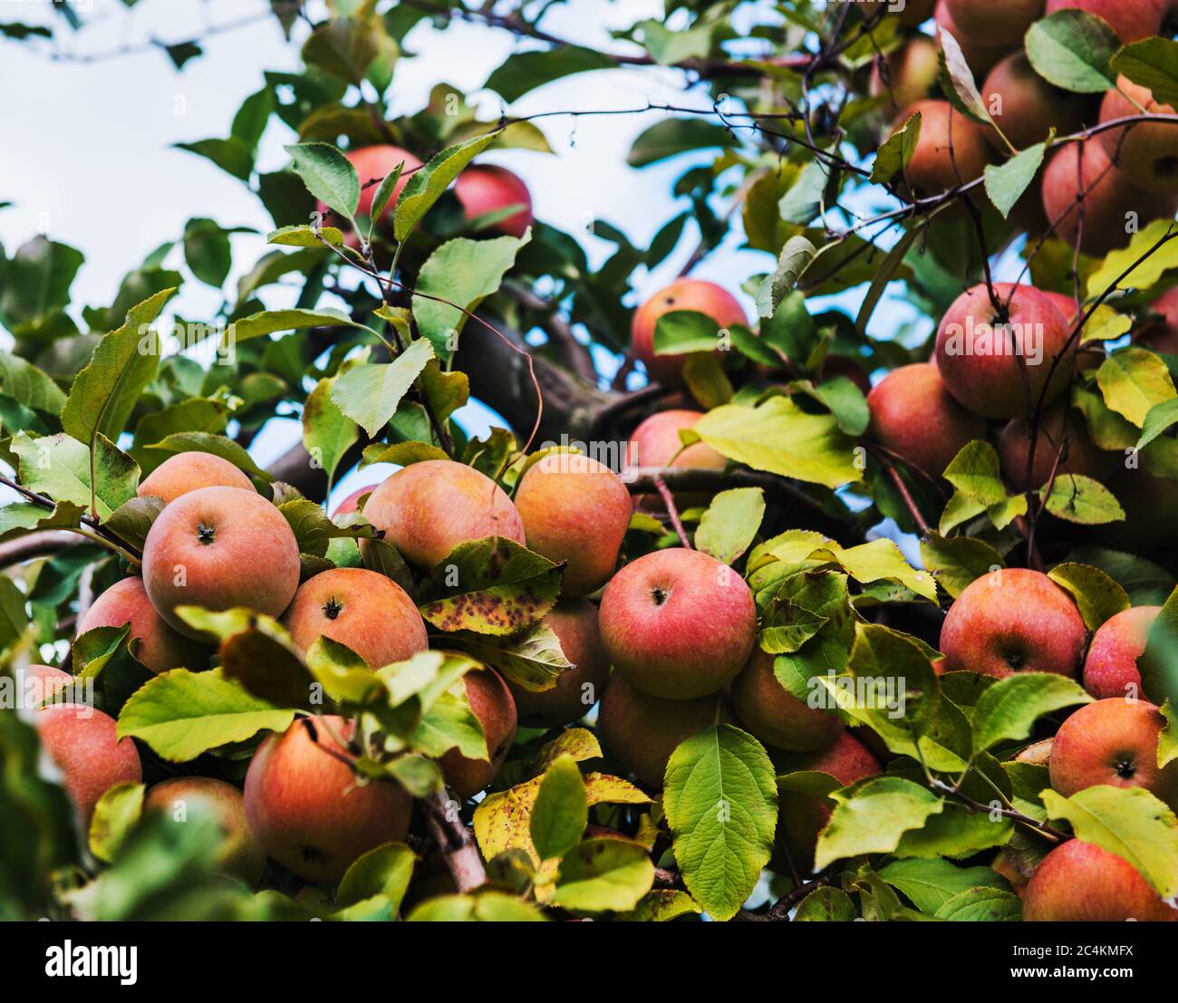 Red and green apples growing hi-res stock photography and images - Alamy