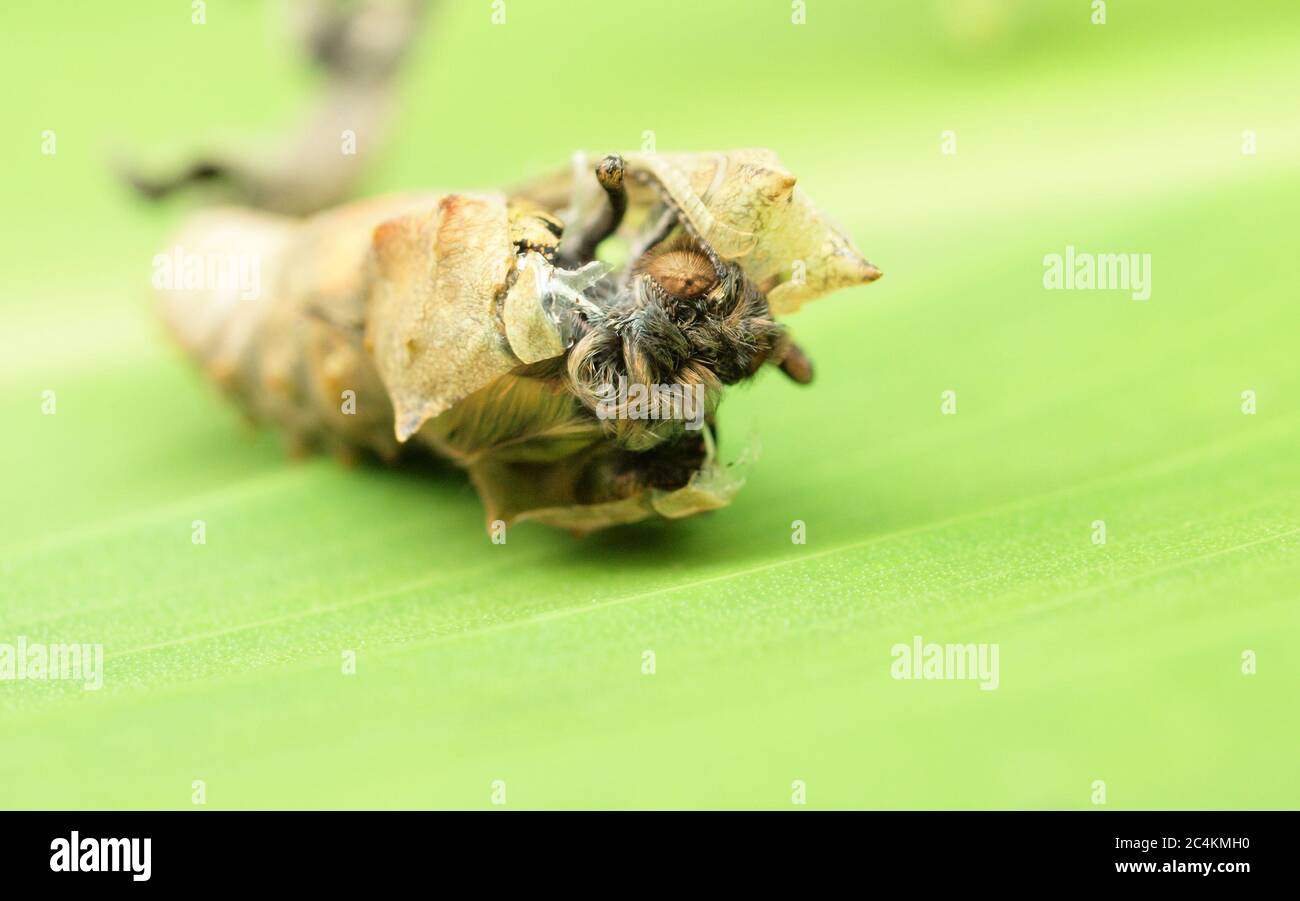 Birth of a butterfly hi-res stock photography and images - Alamy