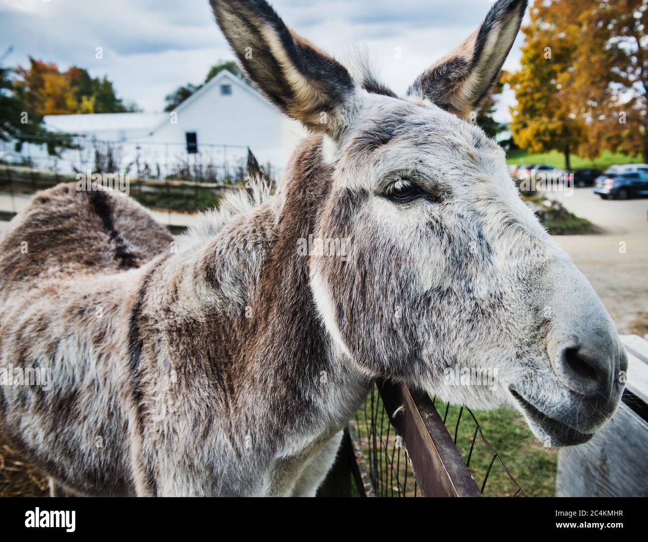 Domestic animals on a farm hi-res stock photography and images - Alamy