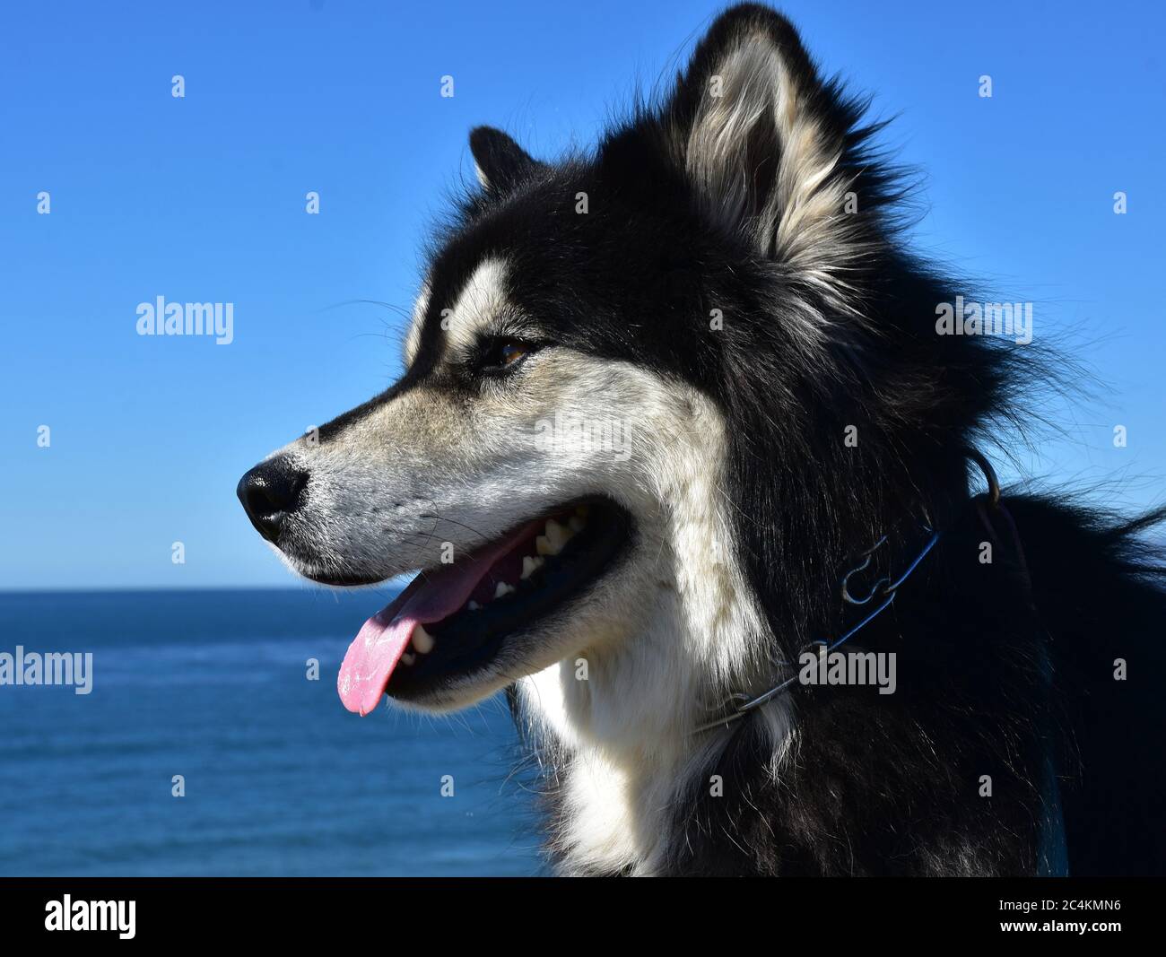 Crossbreed of siberian husky hi-res stock photography and images - Alamy