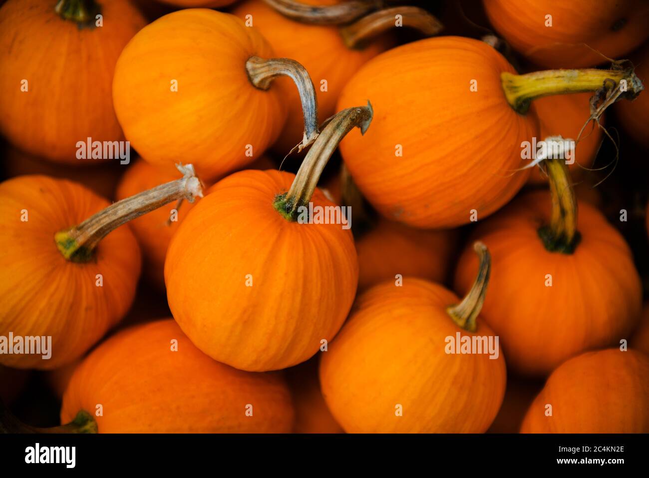 Small pumpkins for sale at a pumpkin patch Stock Photo - Alamy