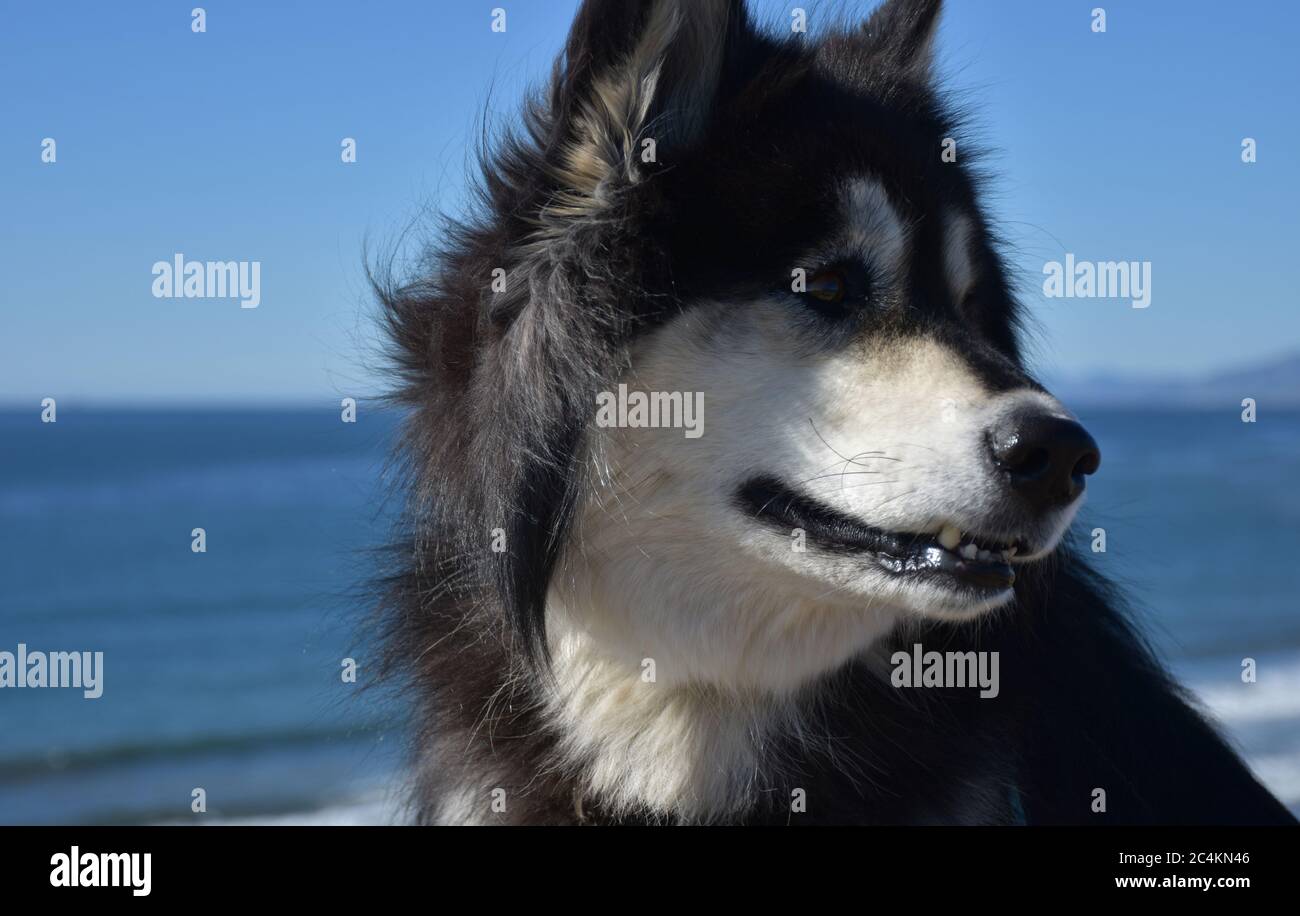 Up close look into the face of an alusky dog Stock Photo - Alamy