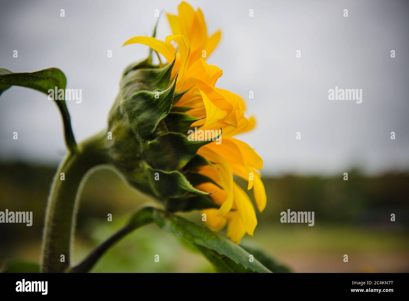 Fall sunflower hi-res stock photography and images - Alamy