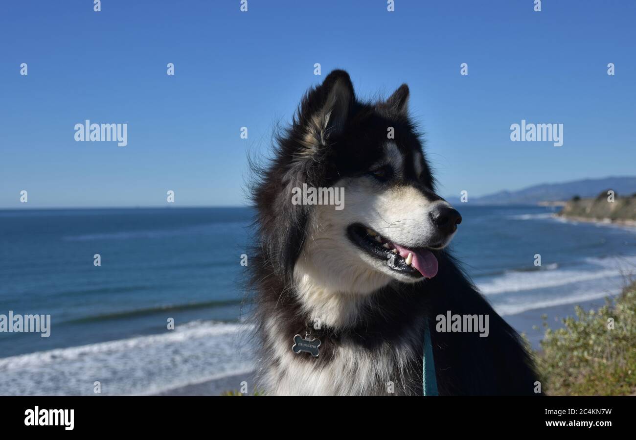 Siberian Husky dog looking over his shoulder by the ocean Stock Photo ...