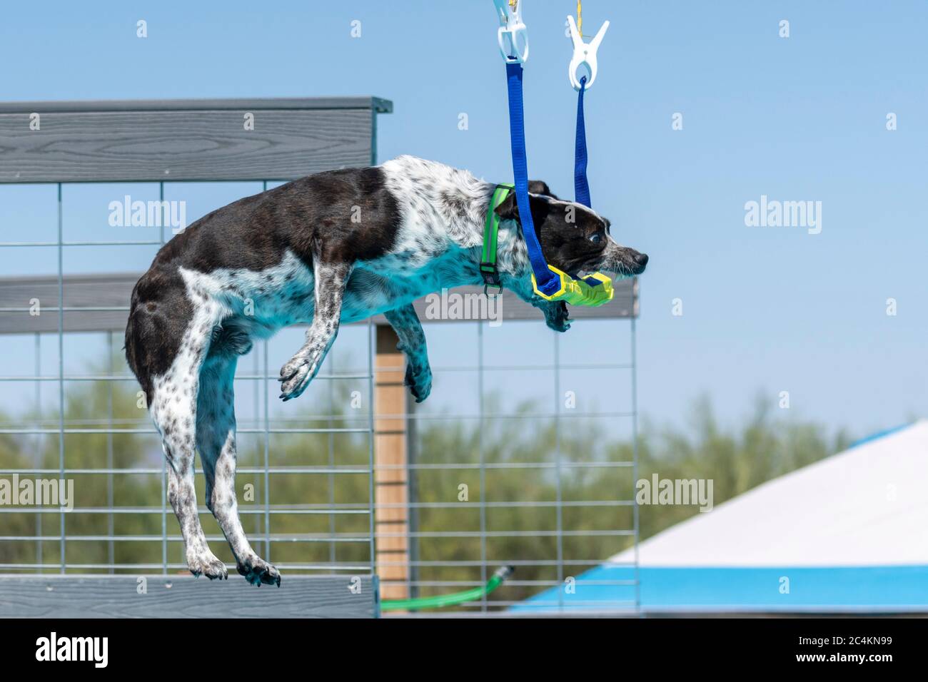 Dock diving dog hi-res stock photography and images - Alamy