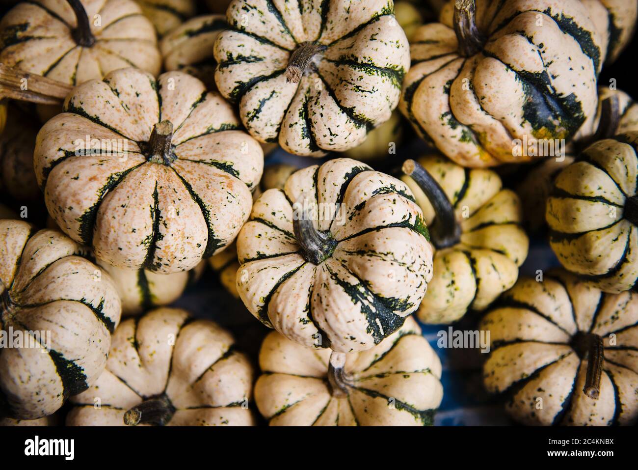 White and green pumpkins hi-res stock photography and images - Alamy