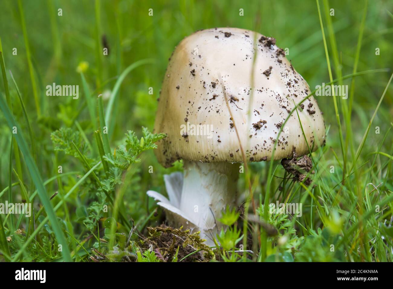 Orange grisette amanita crocea hi-res stock photography and images - Alamy