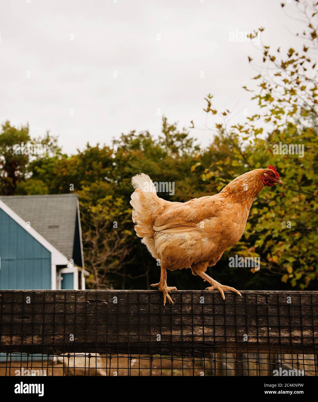 chicken on the farm Stock Photo - Alamy