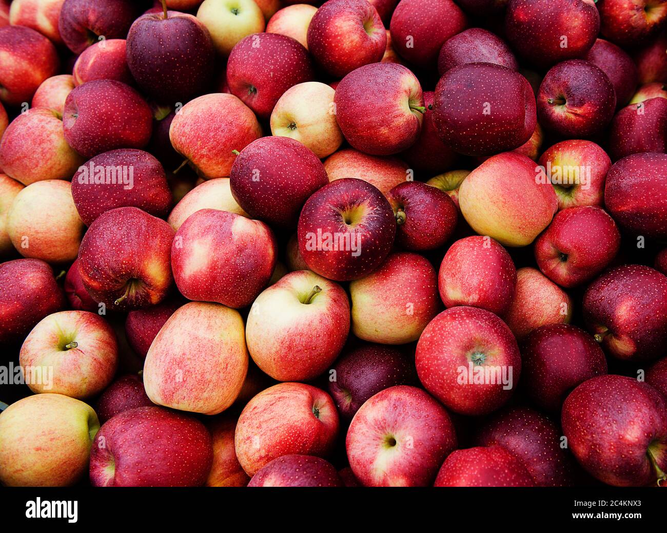 Autumn apple orchard juicy apples hi-res stock photography and images ...