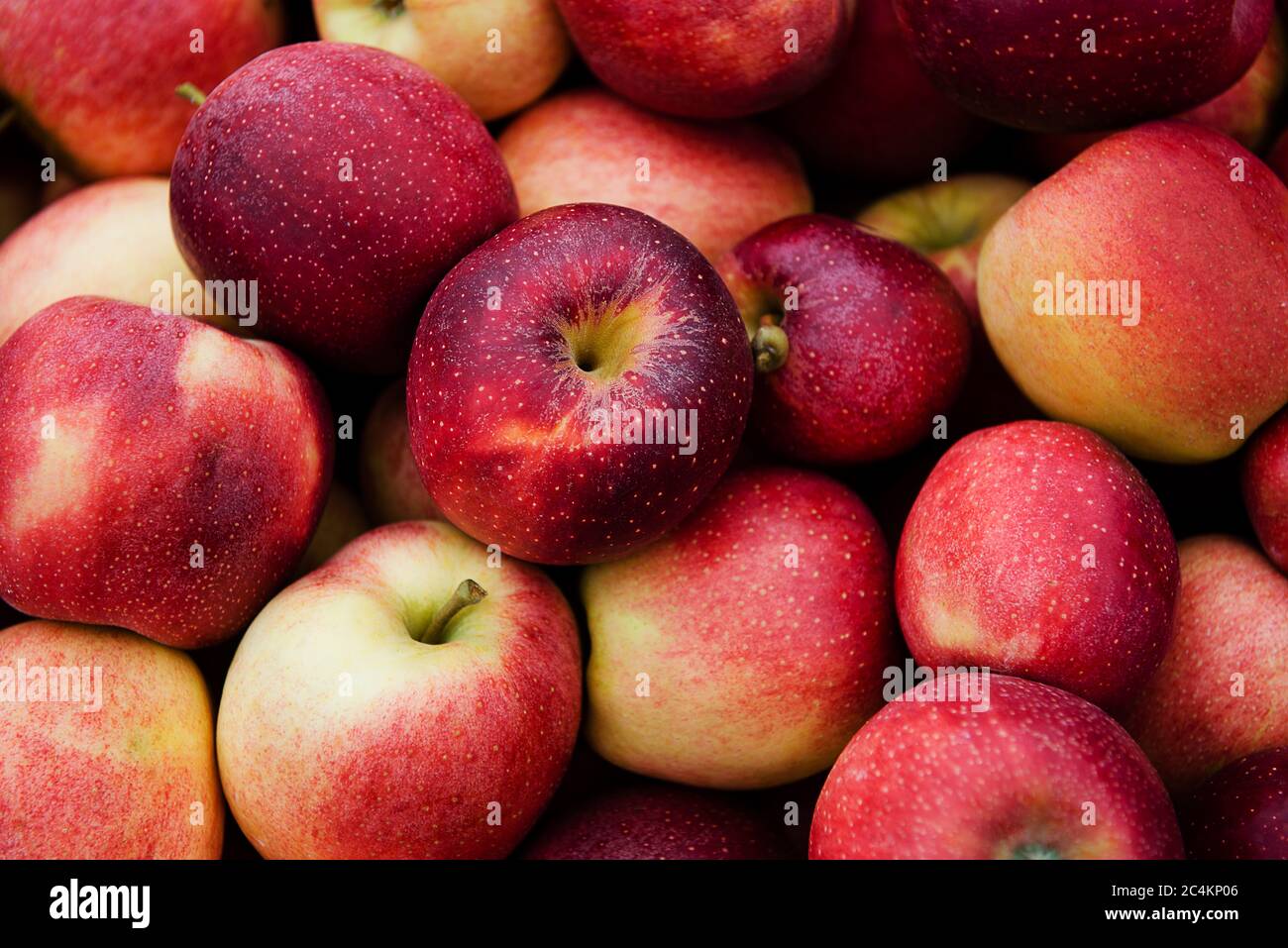 Autumn apple orchard juicy apples hi-res stock photography and images ...