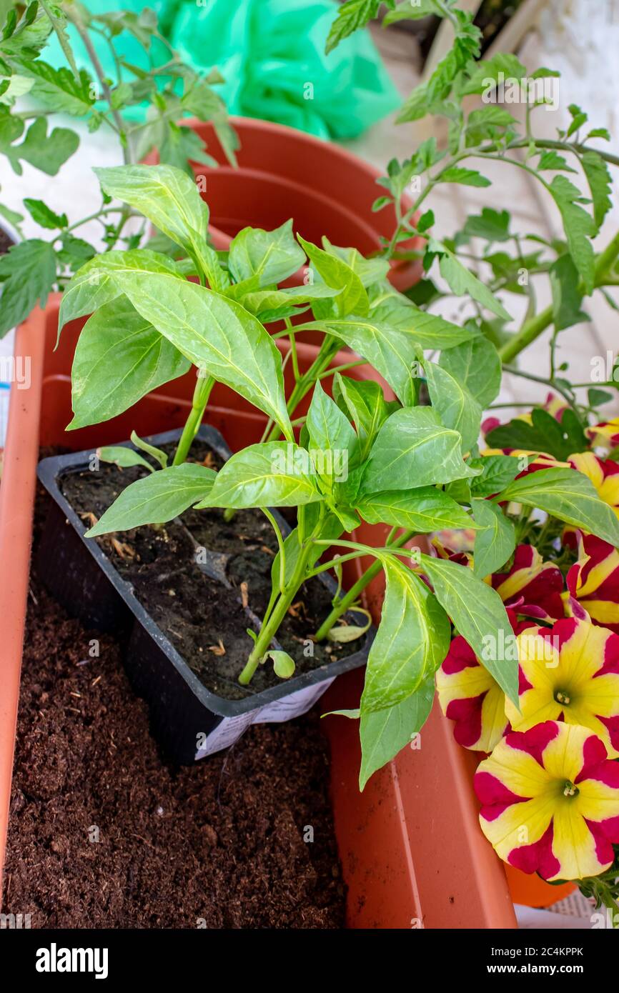 Plants with wide leaves planted in a big brown pot - perfect for ...