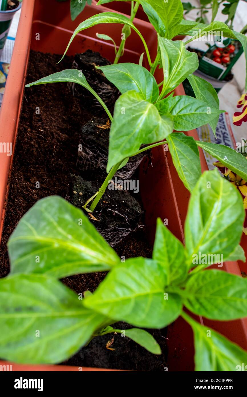 Plants with wide leaves planted in a big brown pot - perfect for ...