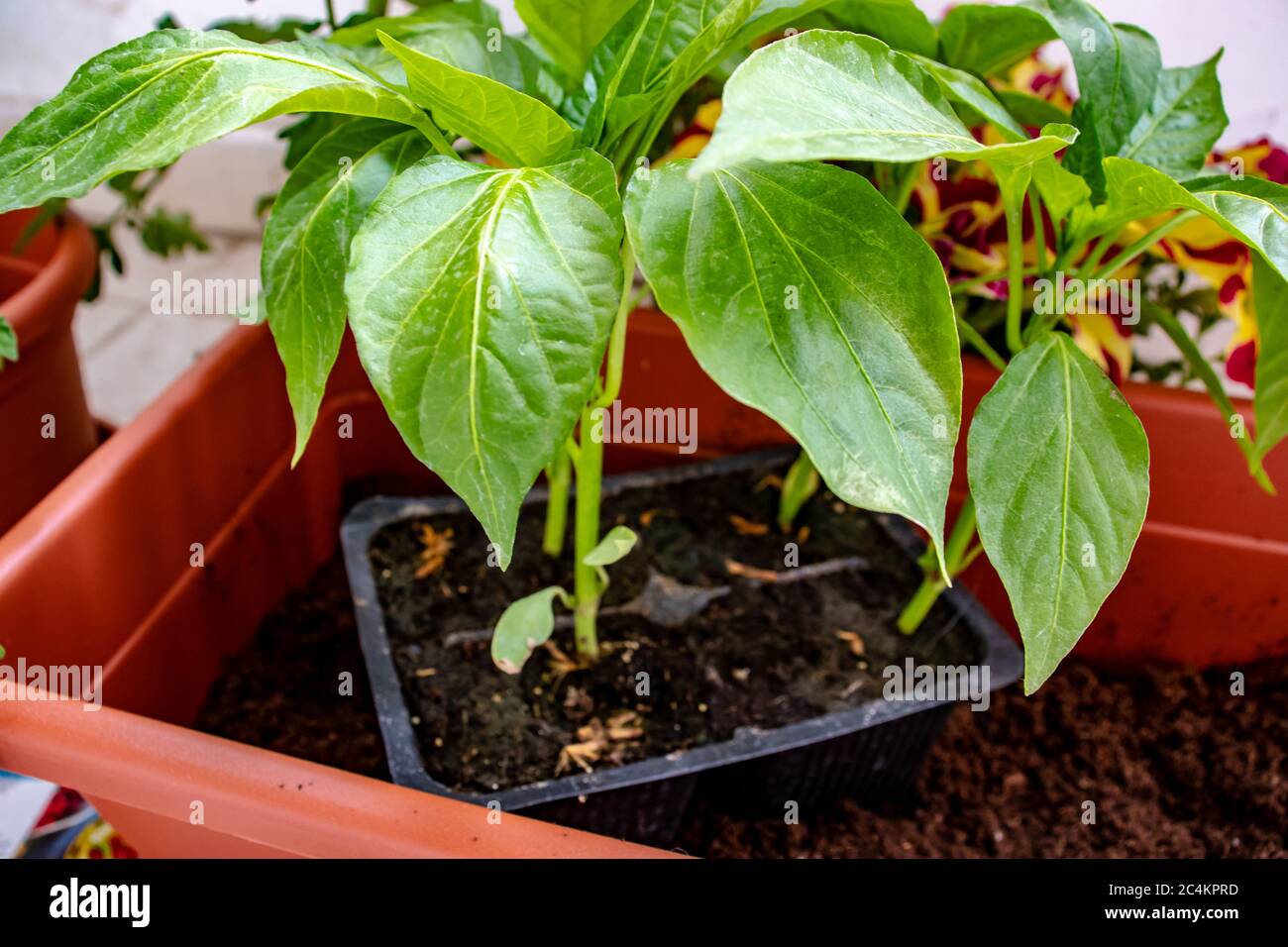 Plants with wide leaves planted in a big brown pot - perfect for ...