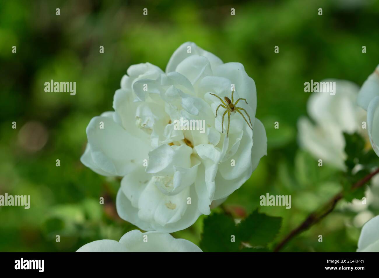 Spider on a white rose flower Stock Photo - Alamy