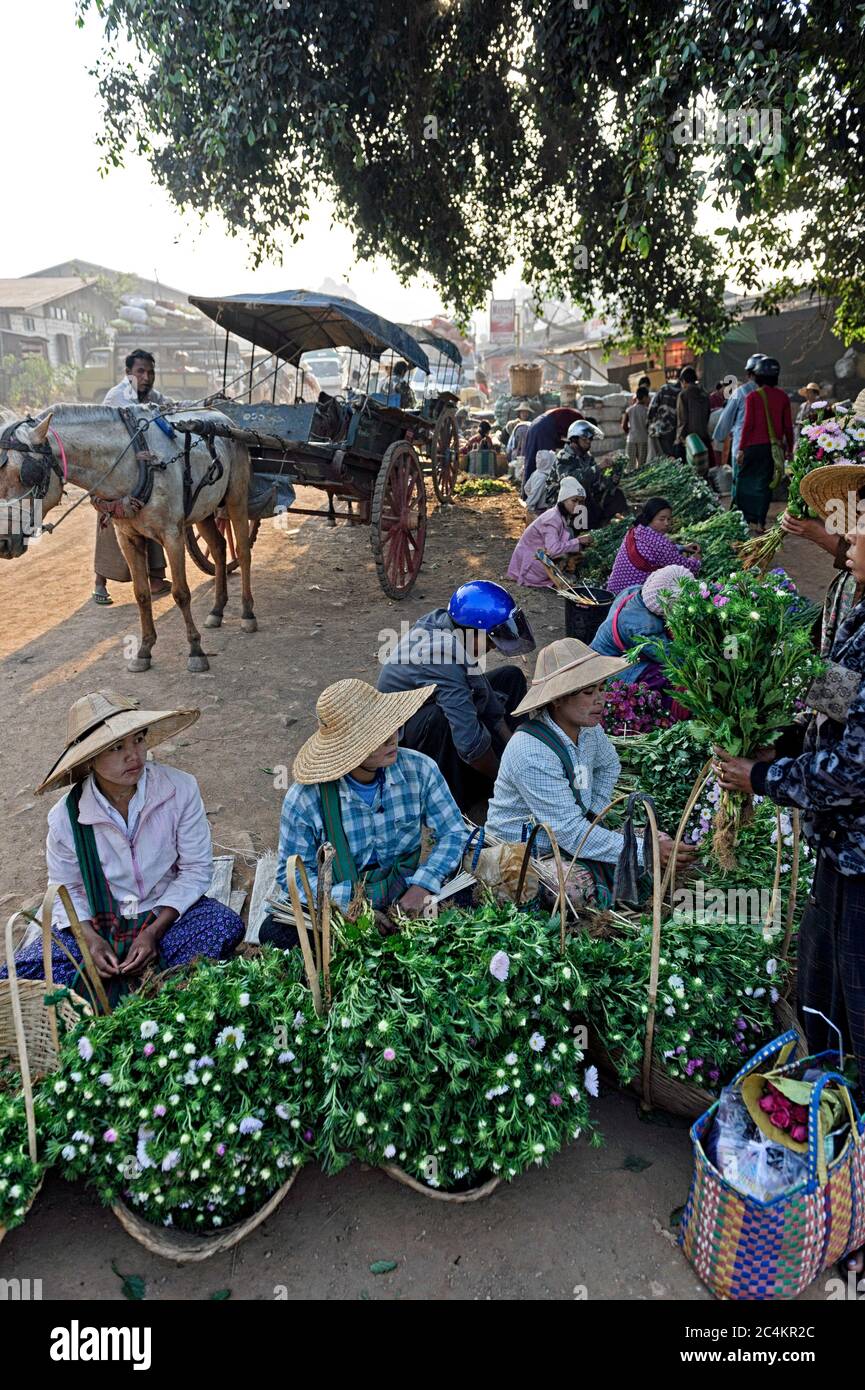 Myanmar flowers hi-res stock photography and images - Alamy