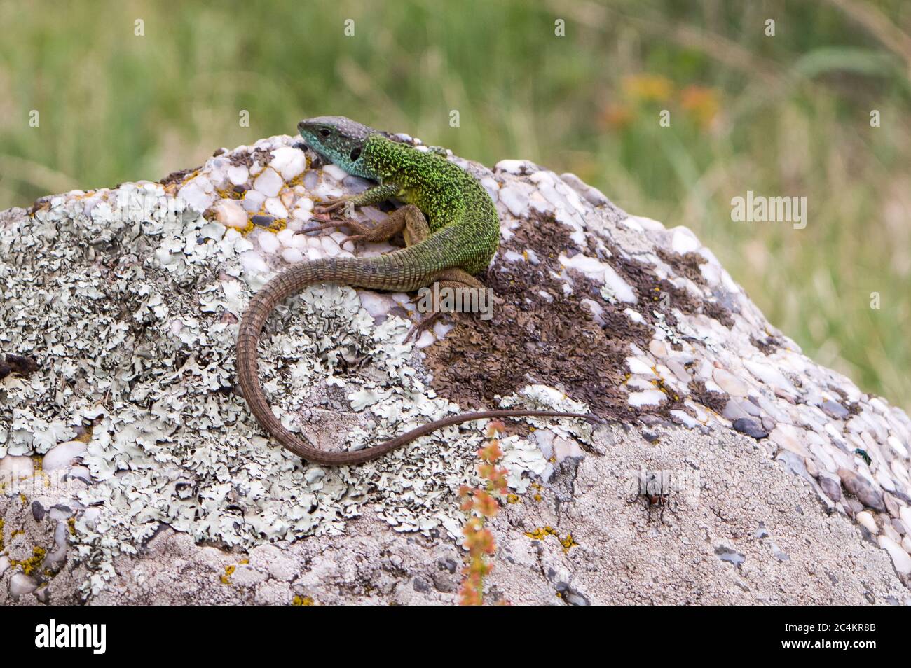 Real lizards hi-res stock photography and images - Alamy