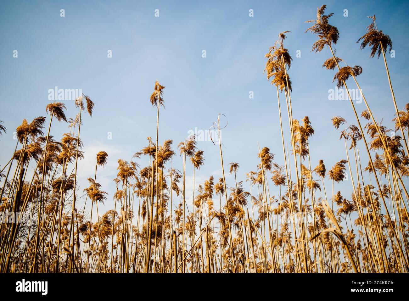Overgrowth flower hi-res stock photography and images - Alamy