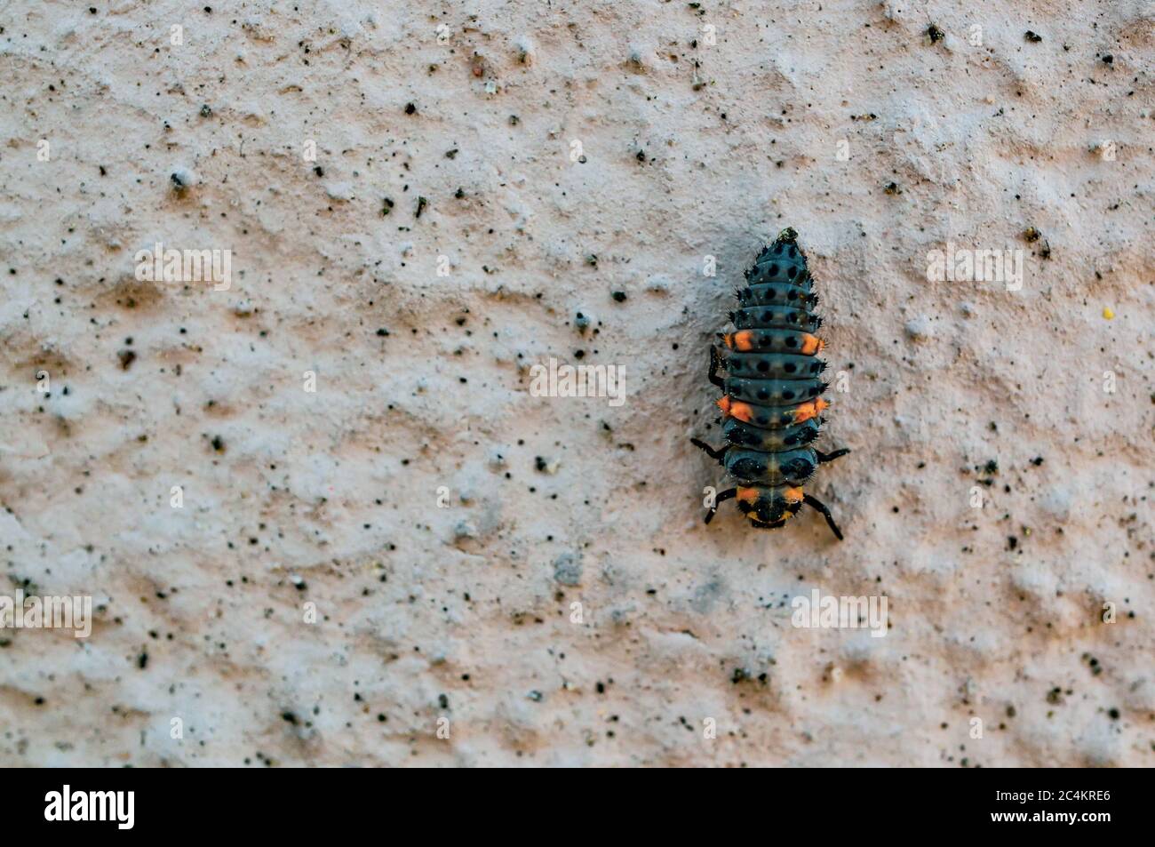 Ladybird larvae on a wall Stock Photo - Alamy