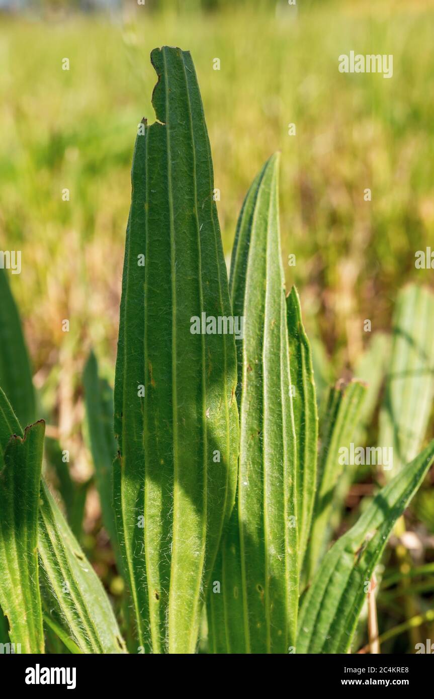 Linear shaped leaf hi-res stock photography and images - Alamy