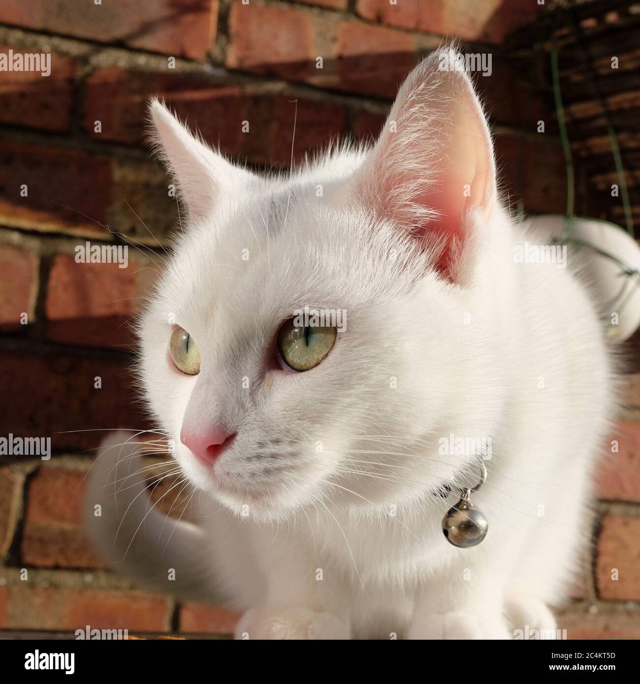 Female white cat hi-res stock photography and images - Alamy