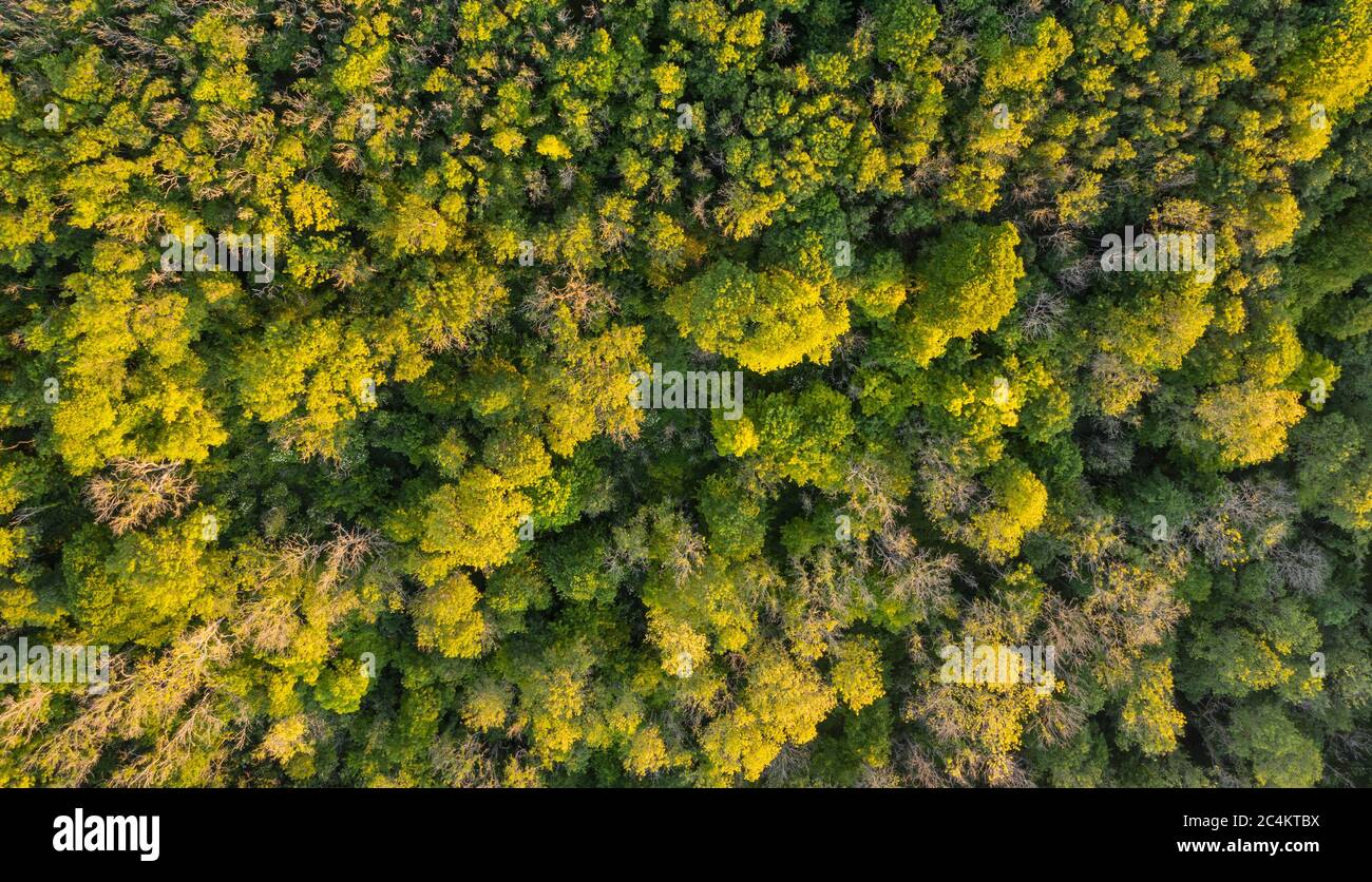 Stunning drone landscape image over lush green Summer English ...