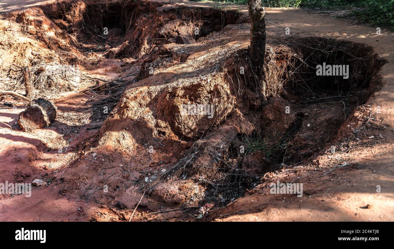 Tree roots in the red soil in the Colorado Provence in Rustrel, France ...
