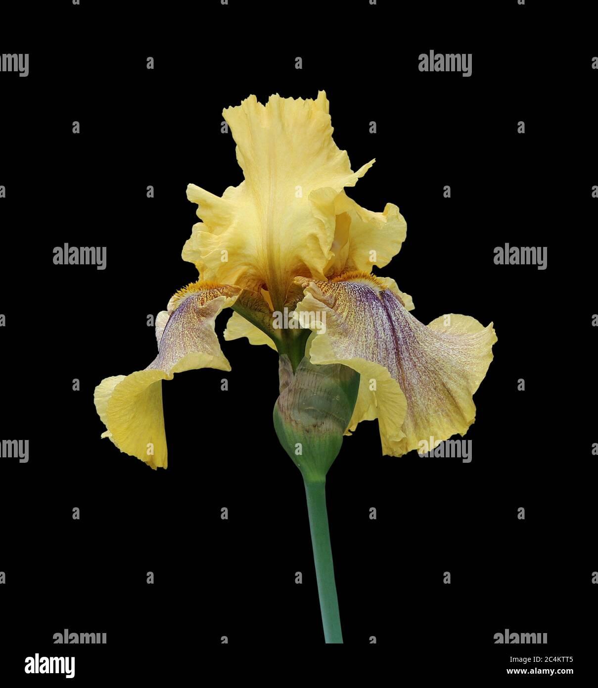 Closeup shot of a yellow Algerian iris flower behind a dark background ...