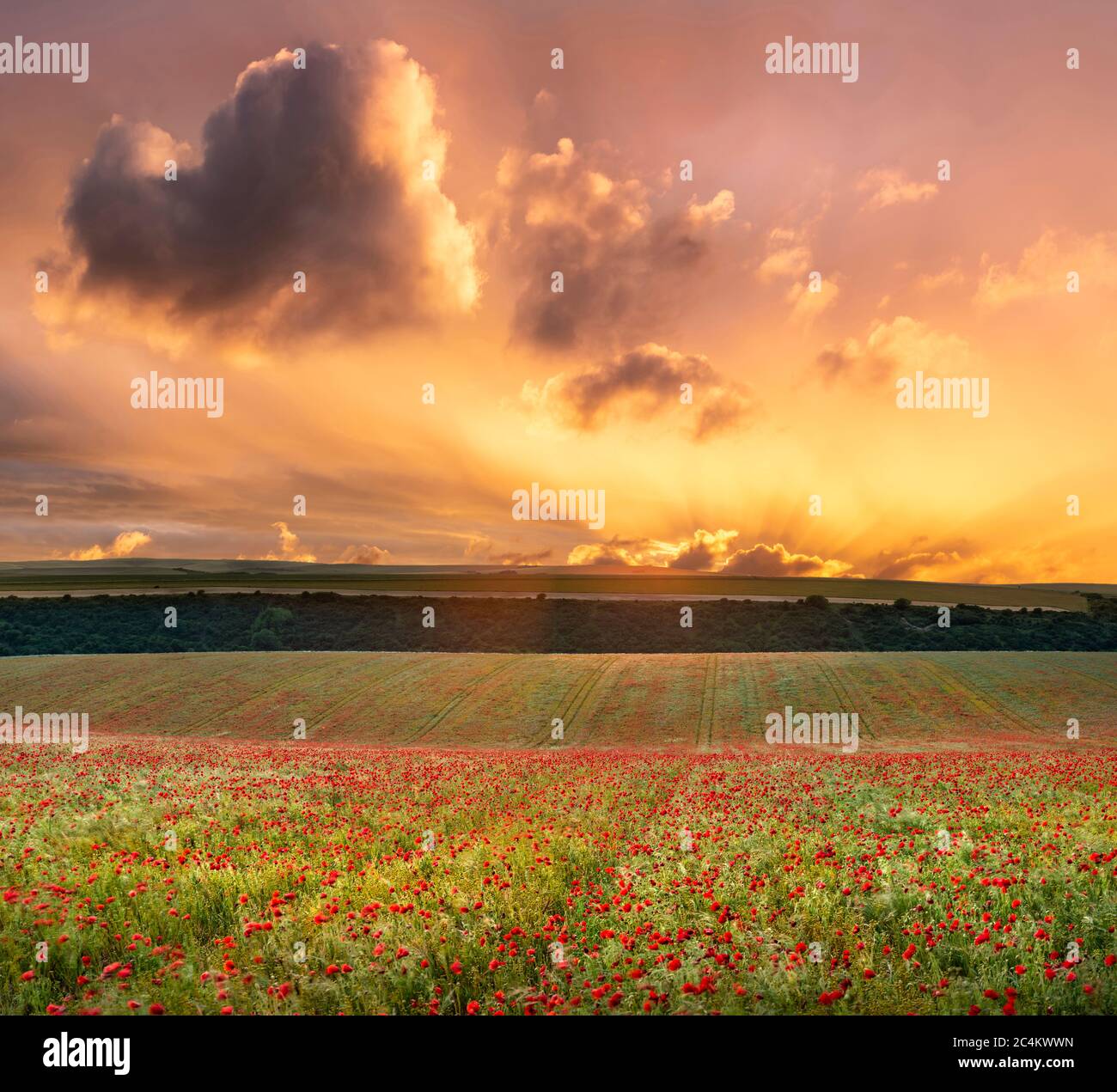 Stunning landscape image of poppy field in English countryside during ...