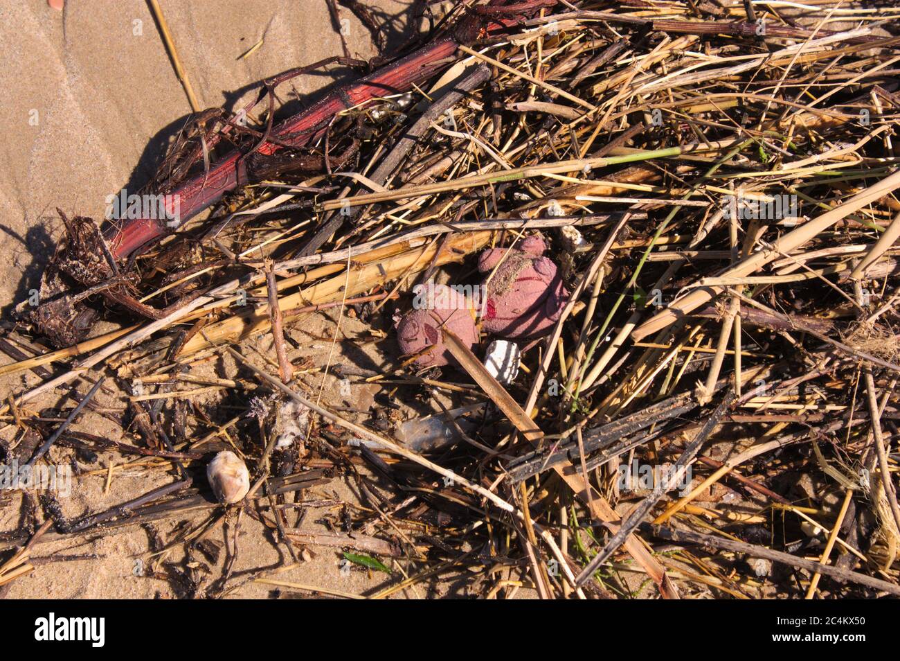 Garbage and plant debris dragged from river channels and reach the sea ...