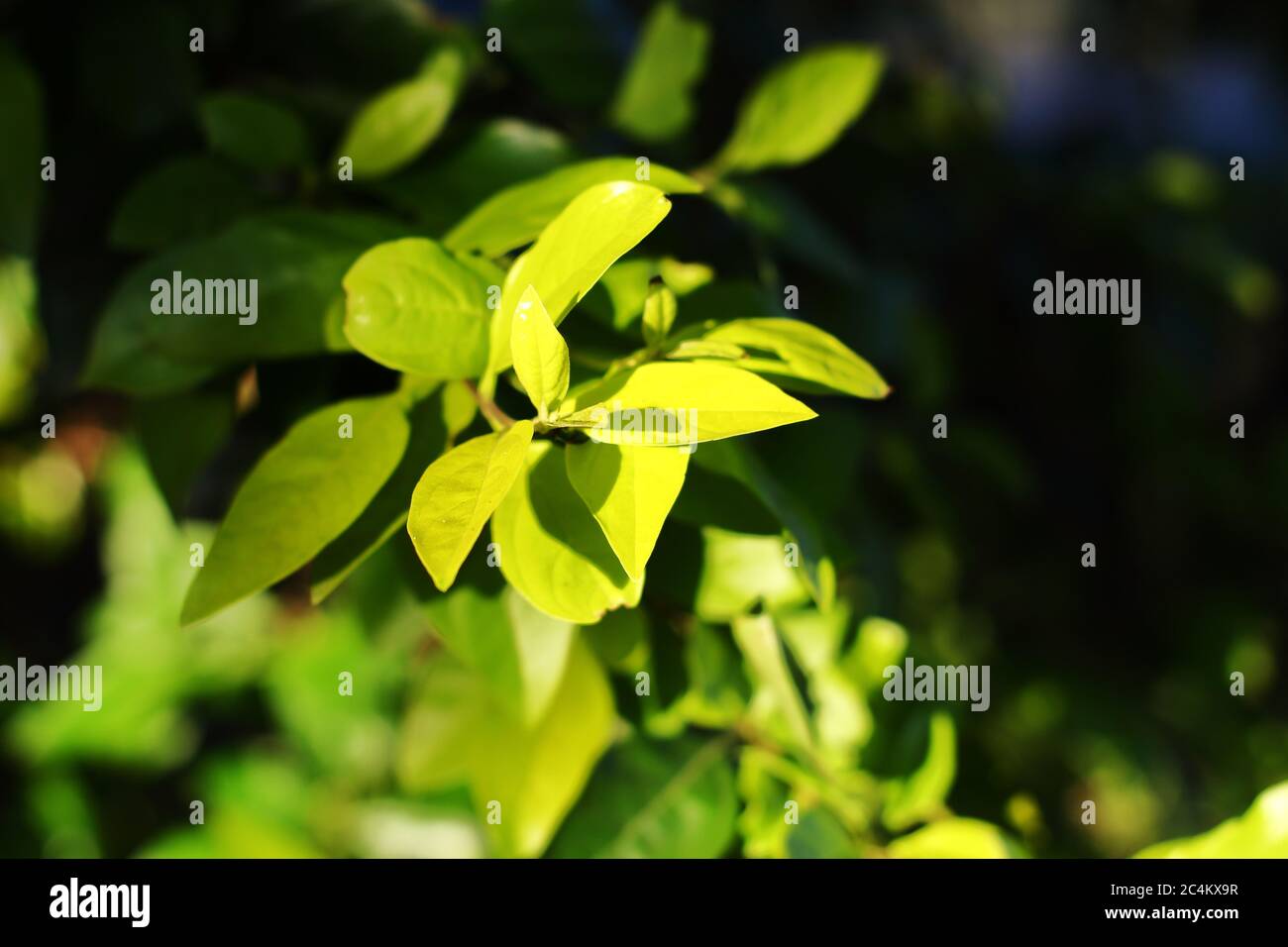 Closeup of common privet leaves in a field under the sunlight at ...