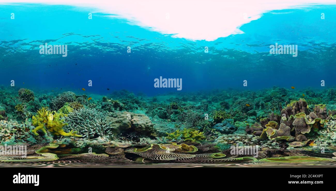 Coral reef underwater with fishes and marine life. Coral reef and ...