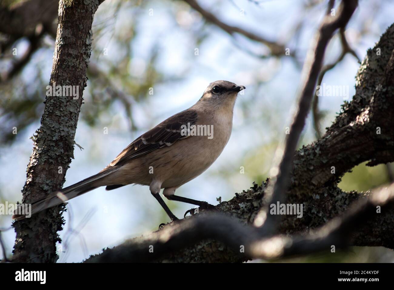 Closeup of a Patagonian mockingbird standing on a tree branch under the ...