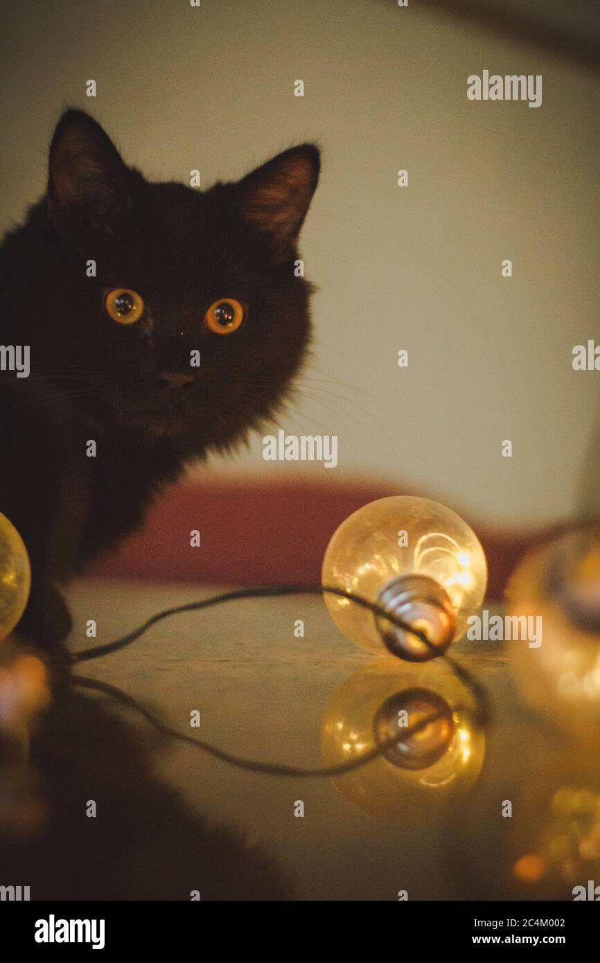 Animal eyes night glowing nature hi-res stock photography and images ...