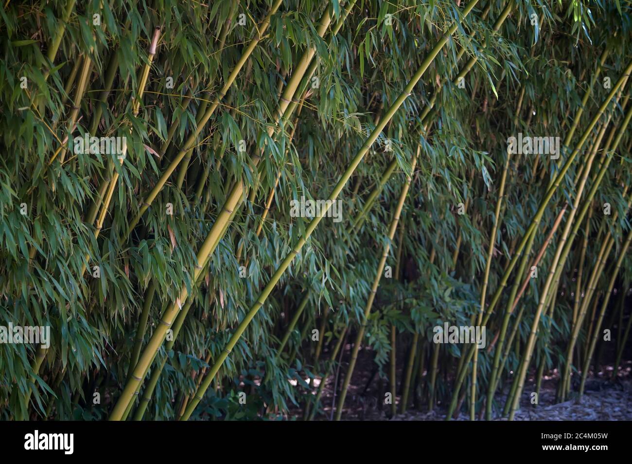 Bamboo plants hi-res stock photography and images - Alamy