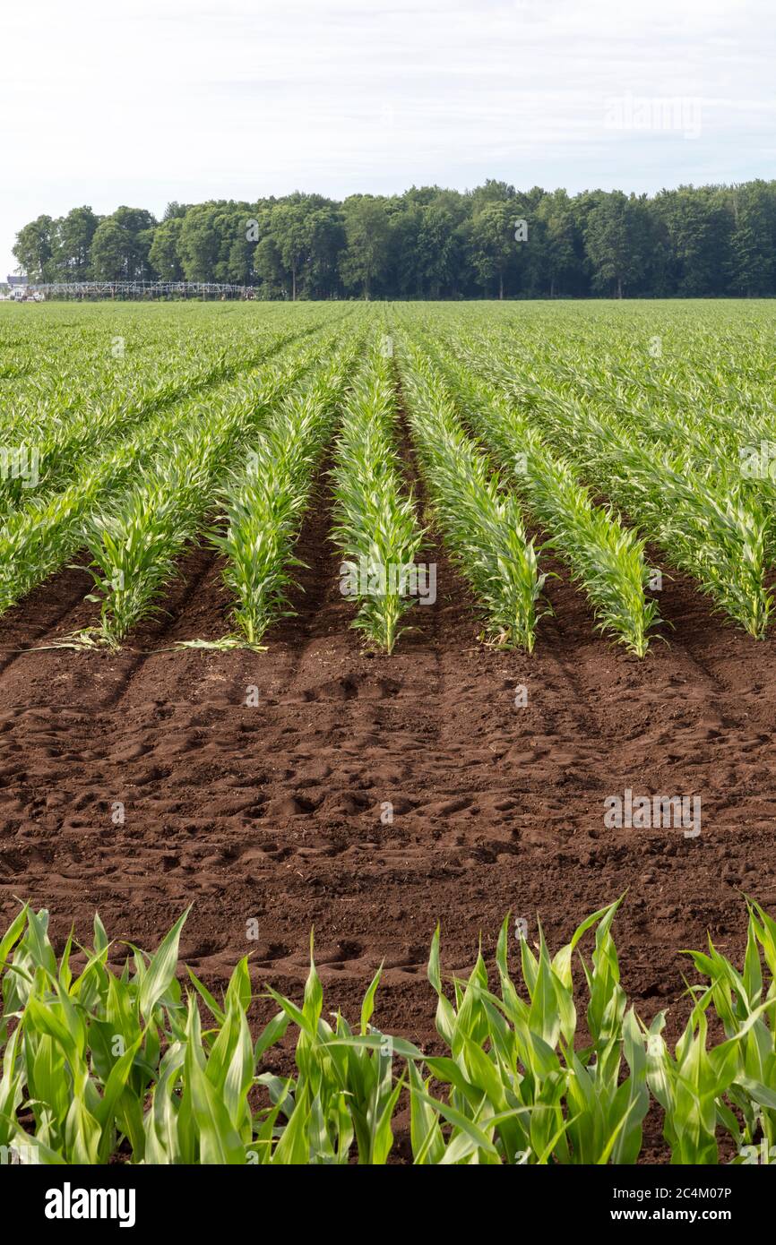 Domesticated corn hi-res stock photography and images - Alamy