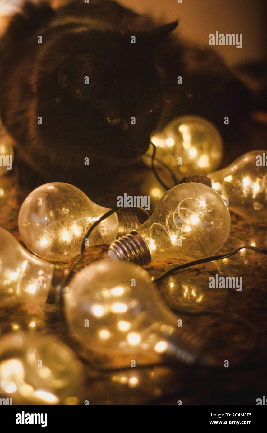 Burning cats fire hi-res stock photography and images - Alamy